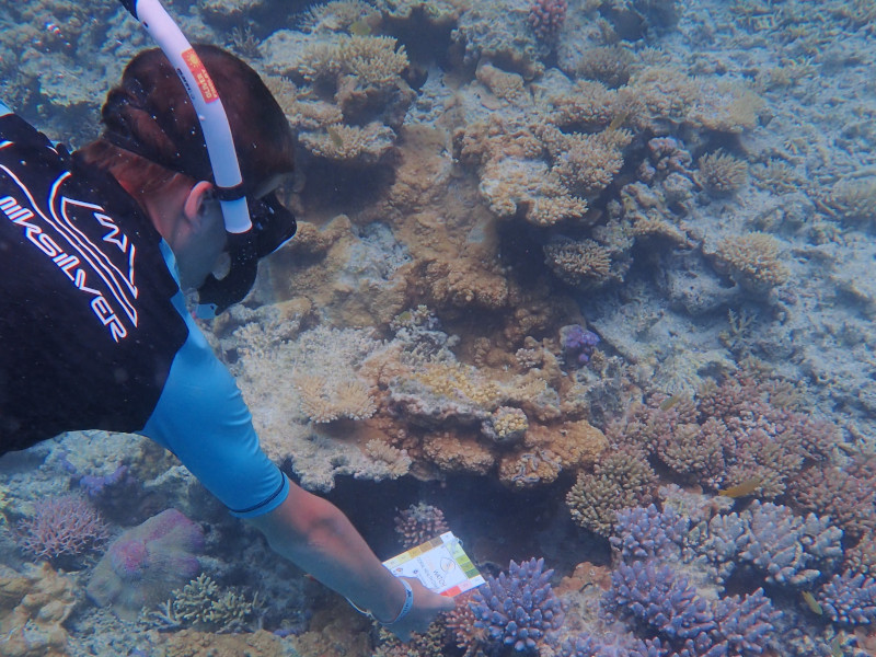 Coral Watch What Can I Do | Action Plan Resources